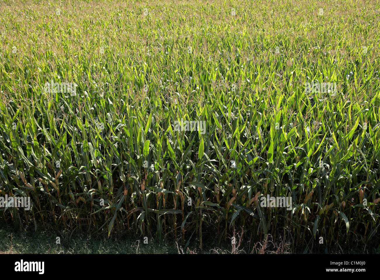 Maize field. LLeida. Spain Stock Photo - Alamy