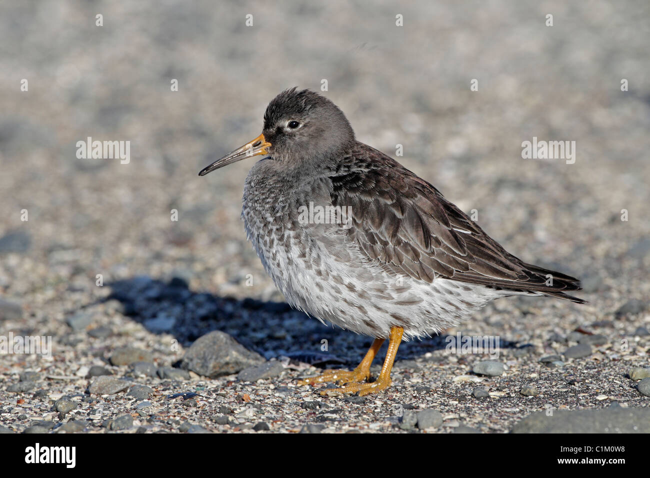 Purple sandpiper winter plumage hi-res stock photography and images - Alamy