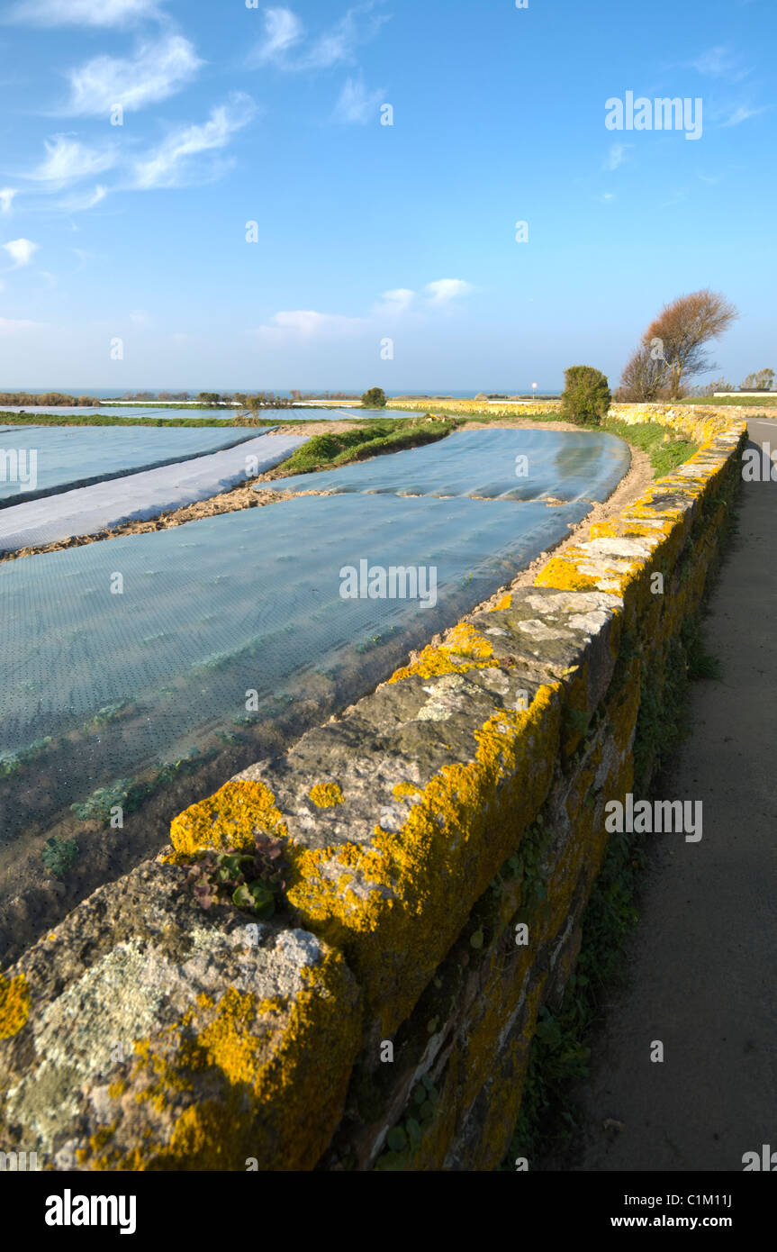 Polythene Sheeting used for early crop Les Landes Jersey Channel ...