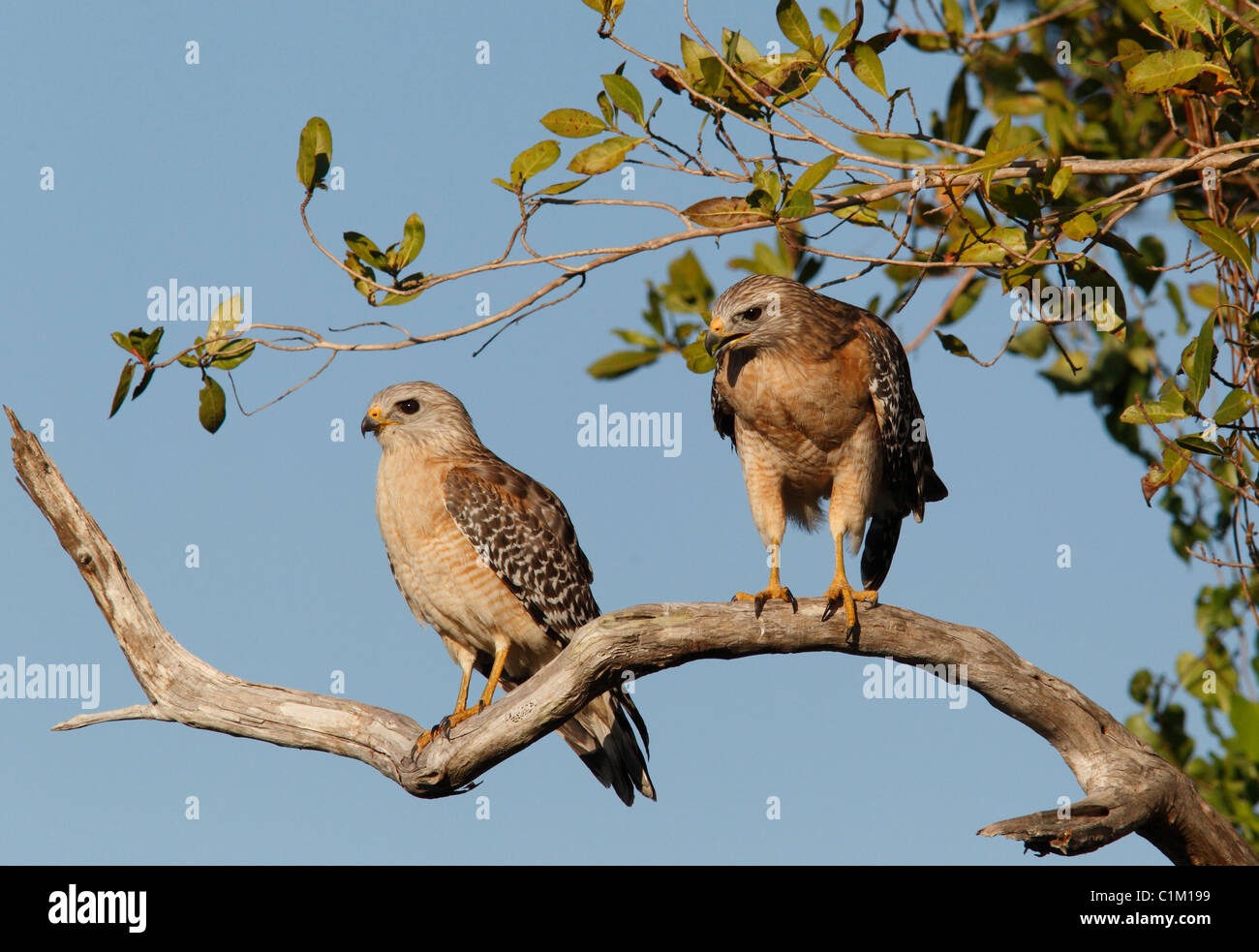 Red-shouldered Hawk Pair Stock Photo - Alamy