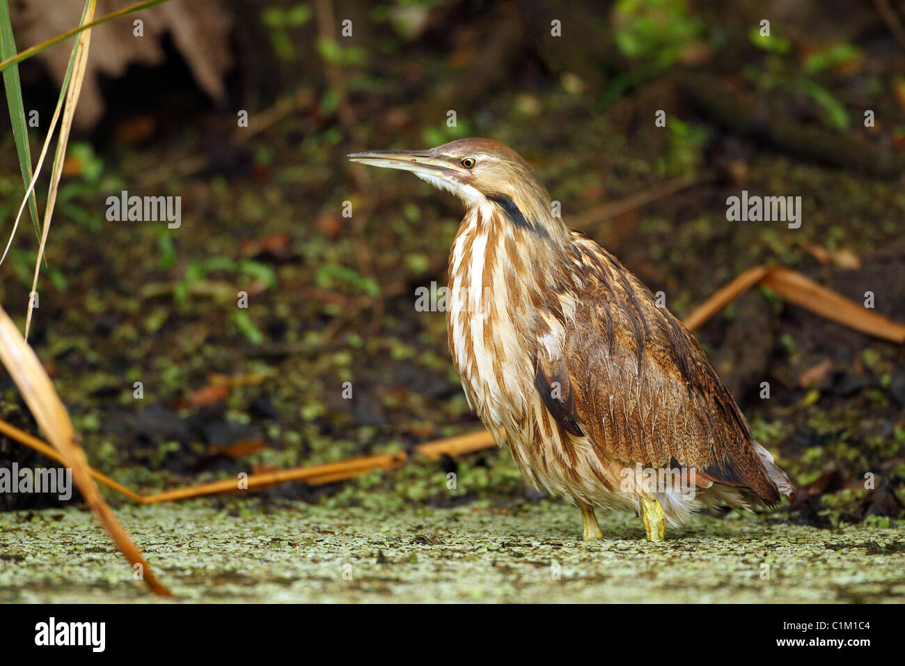 American Bittern (Botaurus lentiginosus Stock Photo - Alamy