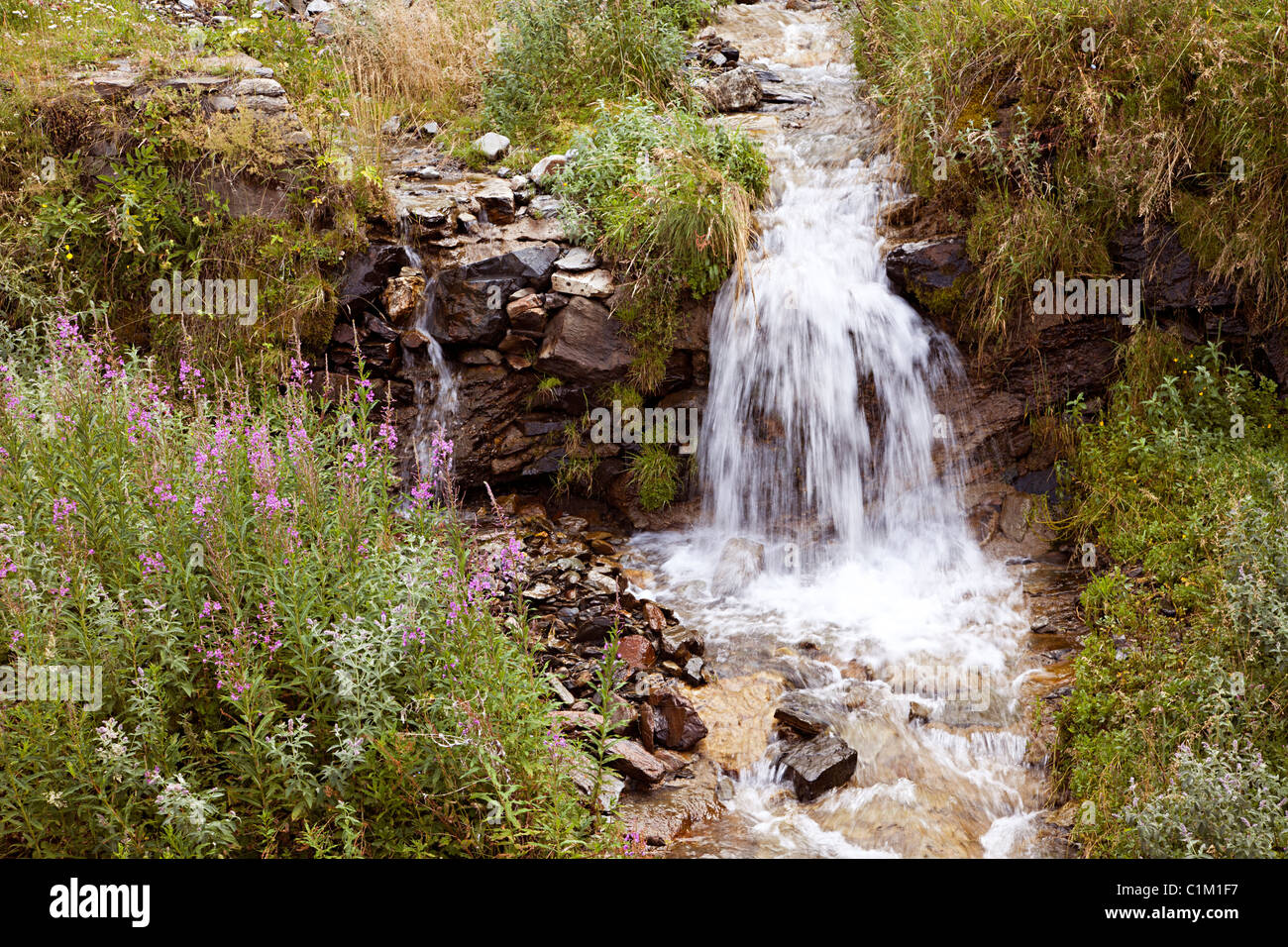Stream mountain wild flowers hi-res stock photography and images - Alamy