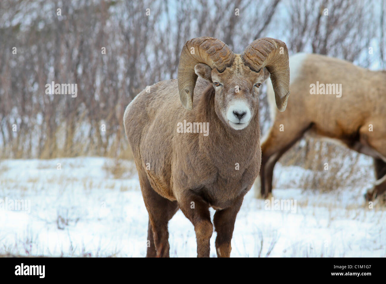 Bighorn sheep ram hi-res stock photography and images - Alamy