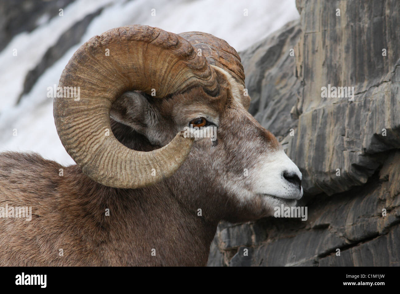 Bighorn sheep ram Stock Photo - Alamy