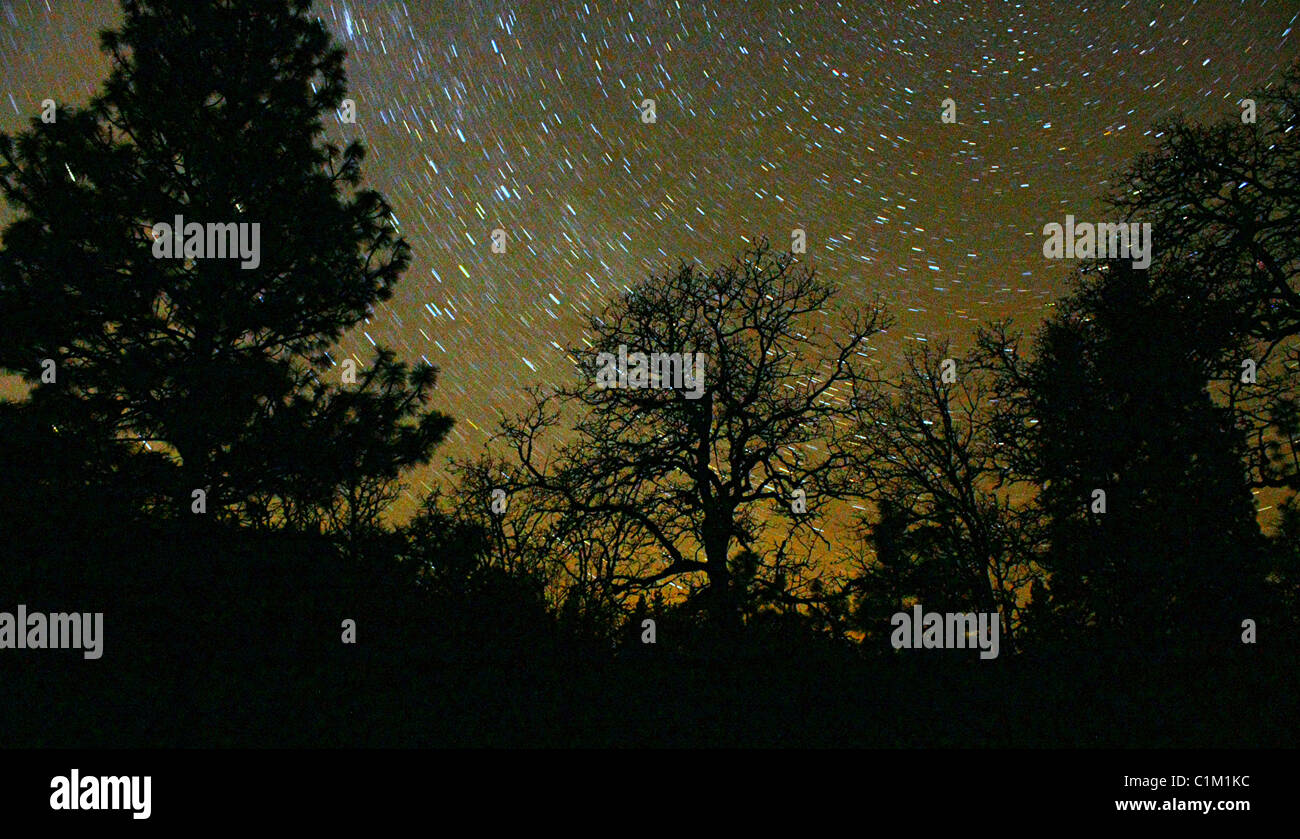 Deciduous conifer tree silhouettes against dark starry night sky hi-res ...