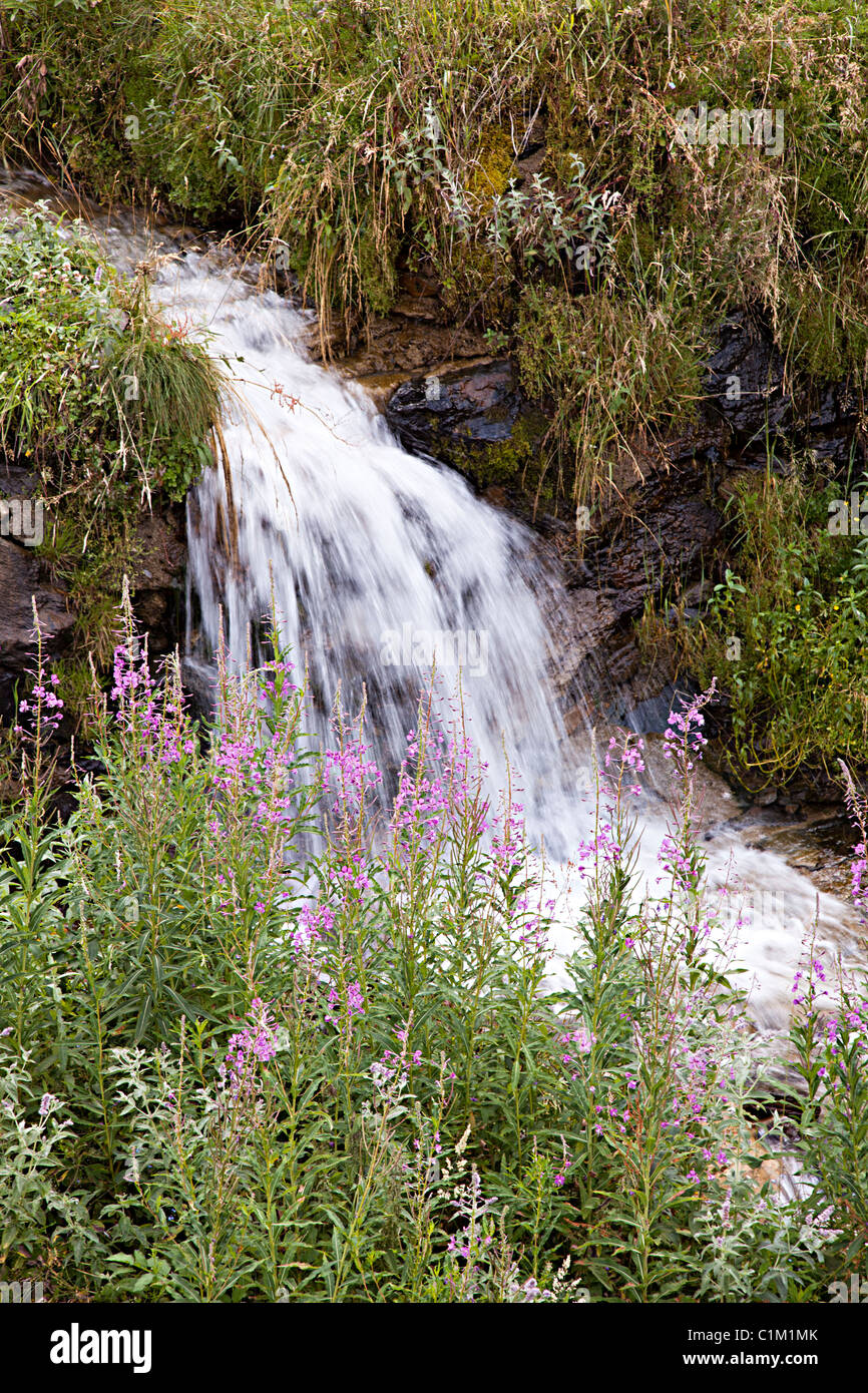 Mountain Stream With Flowers