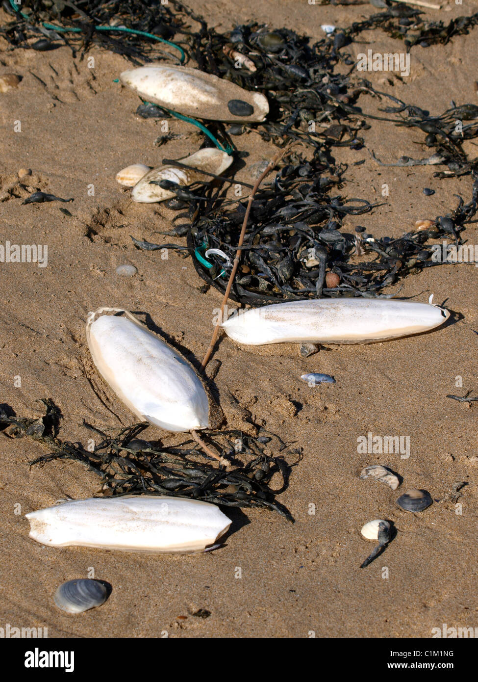 Cuttlefish uk hi-res stock photography and images - Alamy