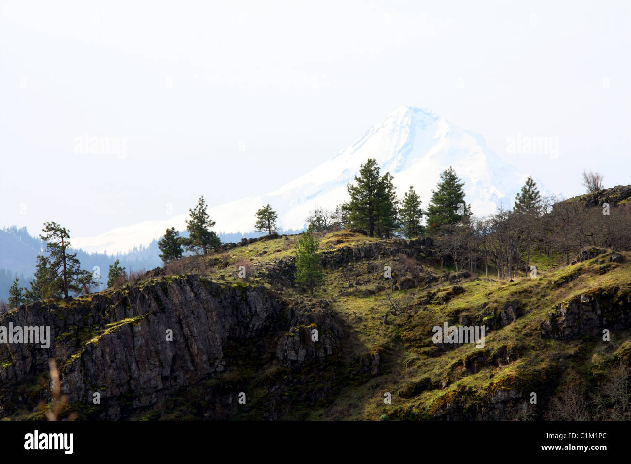 Rocky ridge top above rock cliff with scattered conifer trees hi-res ...