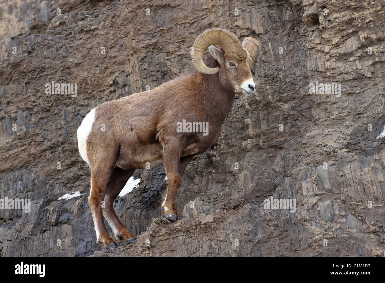 Bighorn sheep ram Stock Photo - Alamy