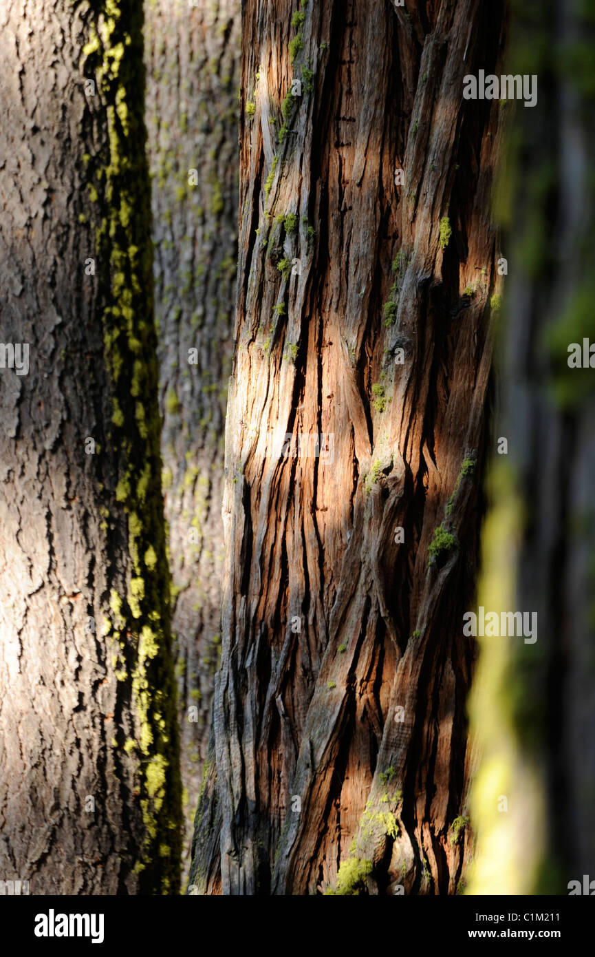 Close up of wooden bark detail on American trees Stock Photo - Alamy