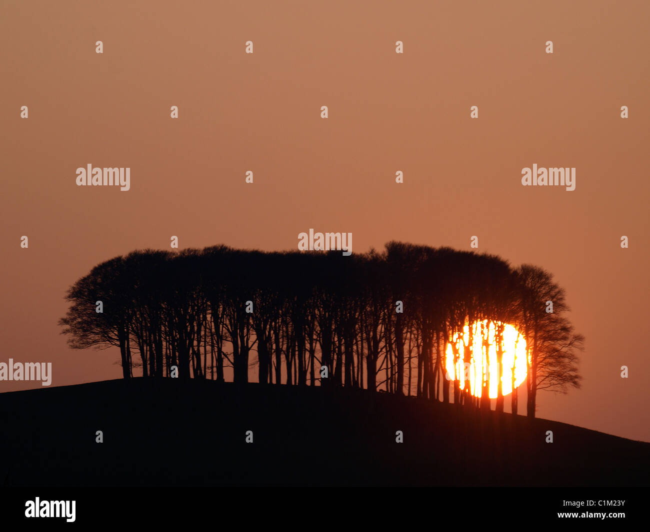 Sun setting behind the 'nearly home' trees, Devon, UK Stock Photo - Alamy