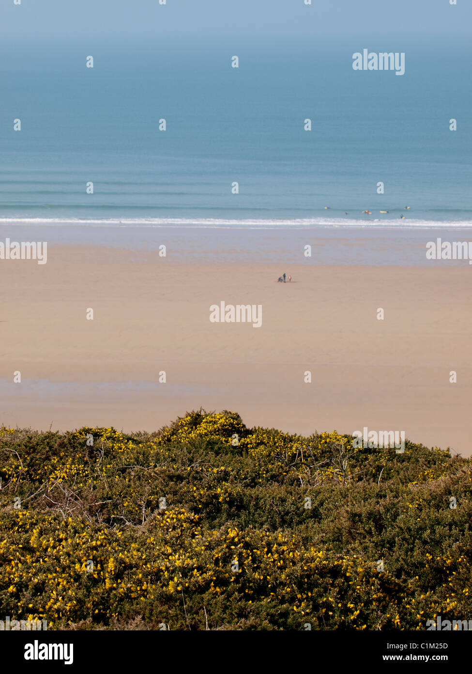 Gorse on the cliffs above the beach, Watergate Bay, Cornwall, UK Stock ...