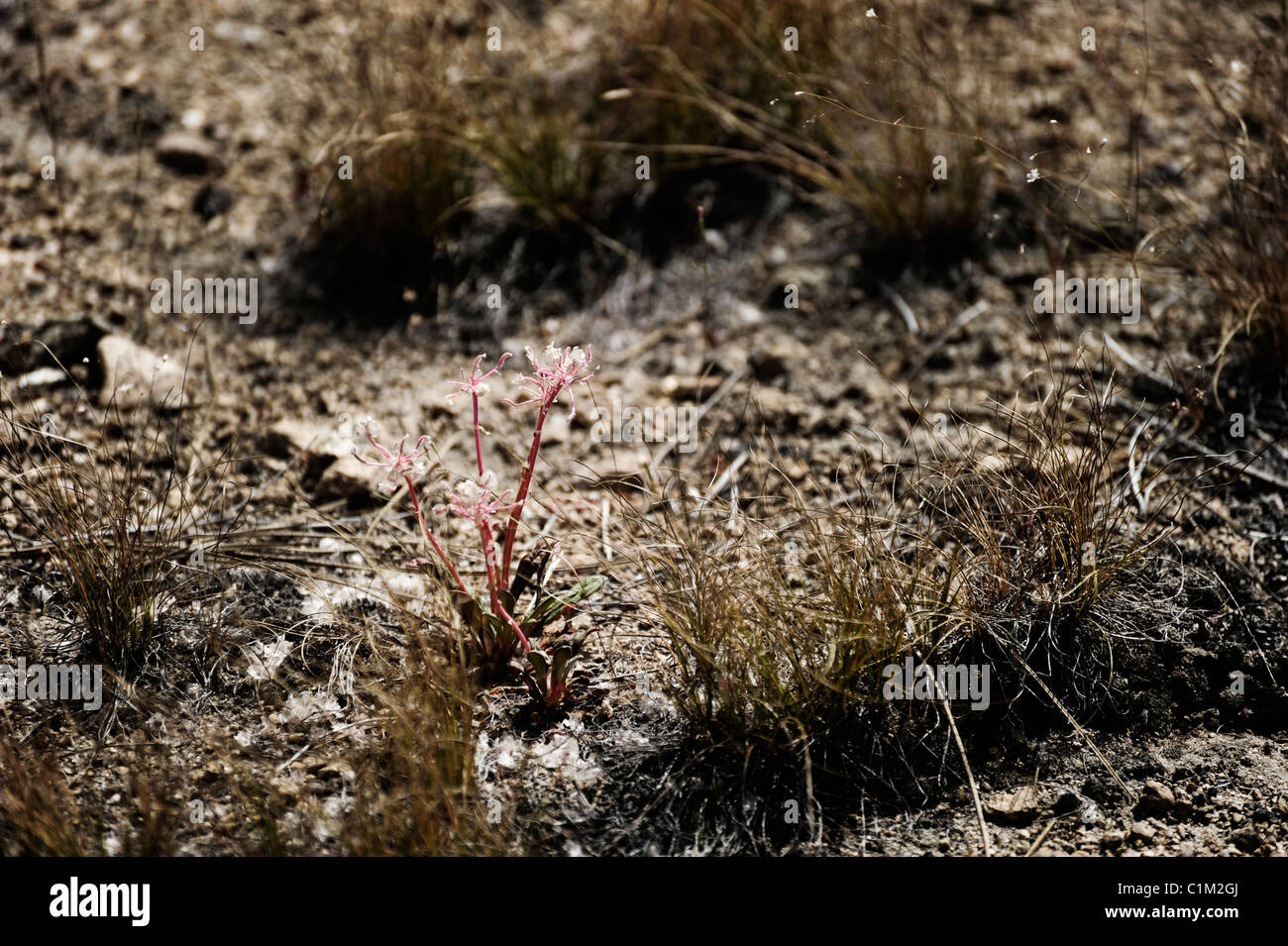A close up photo of a pink flower growing amongst scrubby grass ...