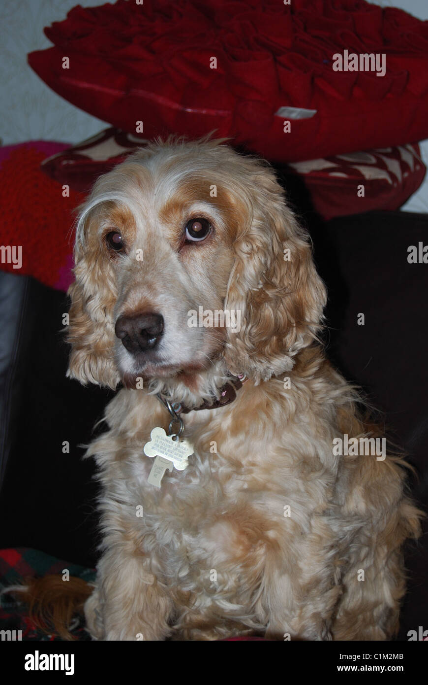 Tiger Lilly 1 Stock Photo - Alamy