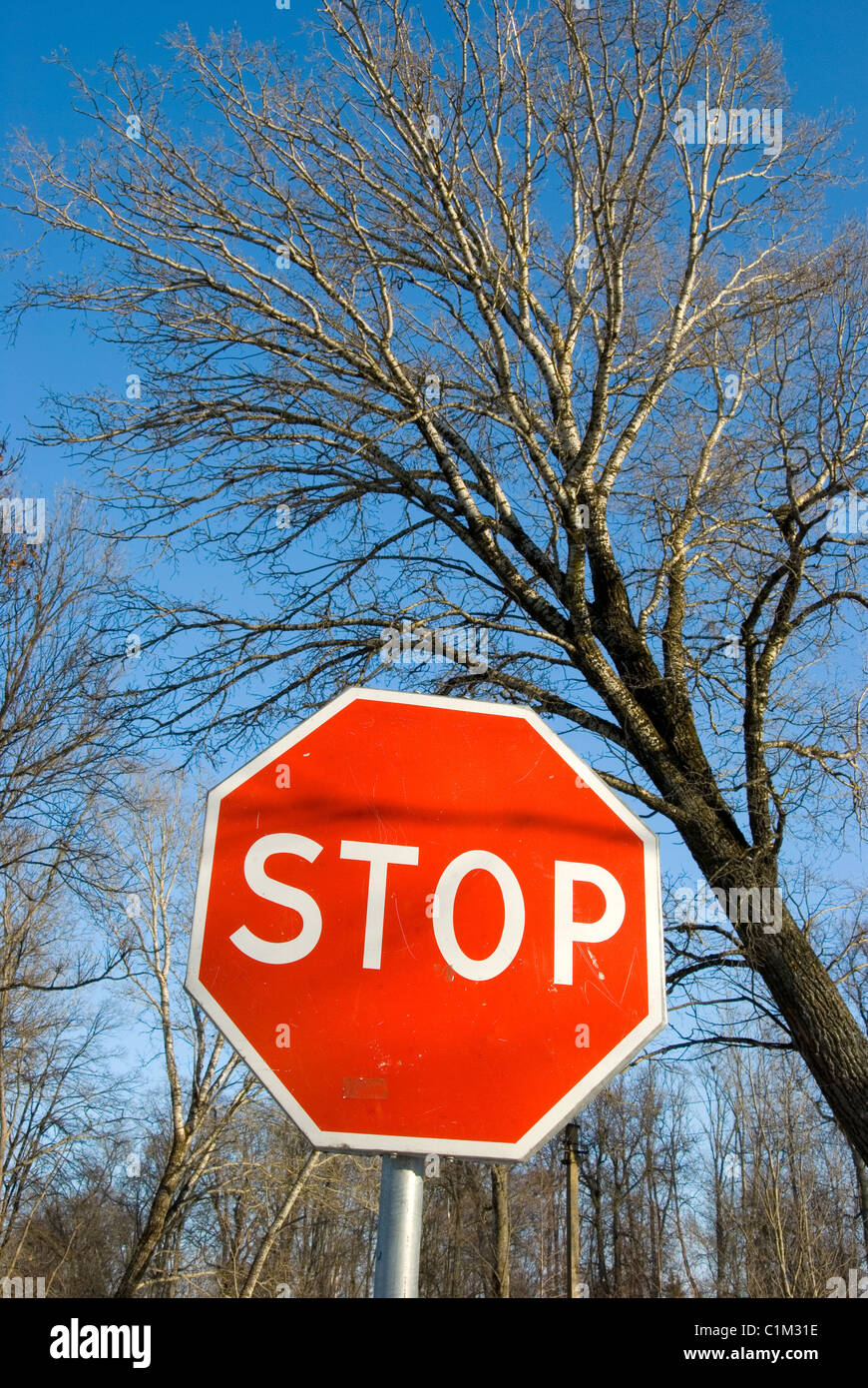 road sign stop on the sky background and tree Stock Photo - Alamy