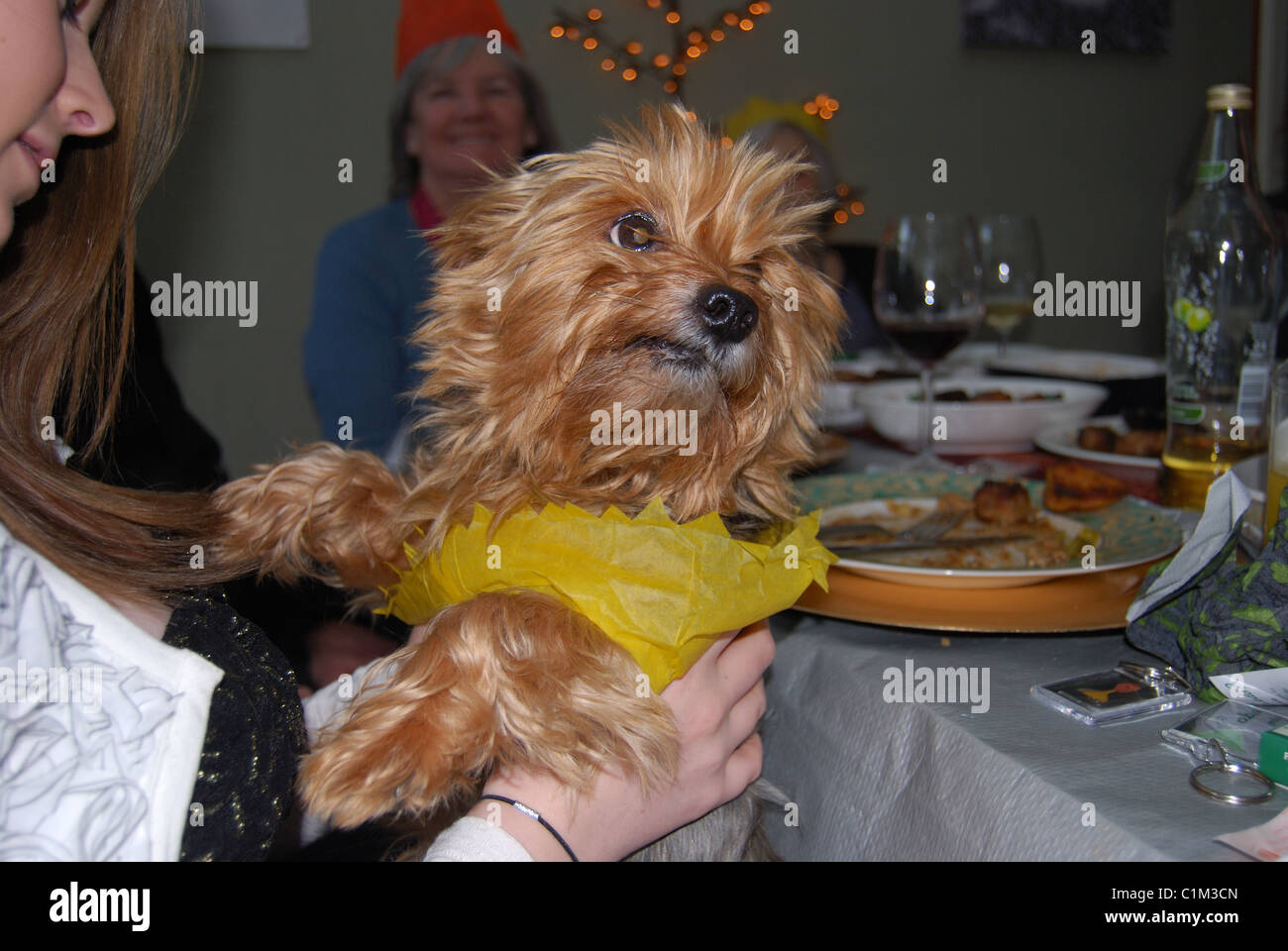 Suzy the dog at Christmas Stock Photo - Alamy