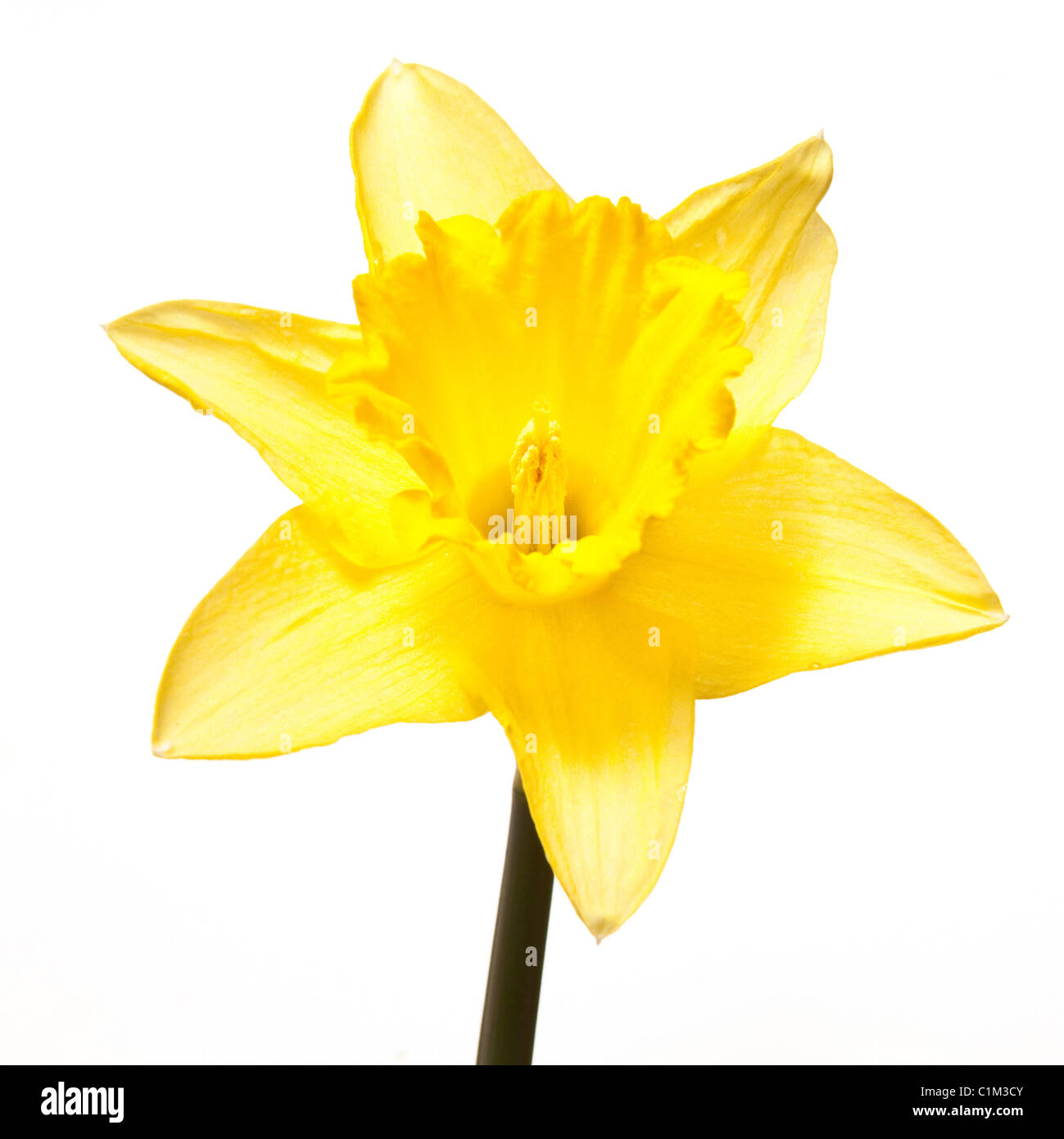 Yellow daffodil flower isolated on a white studio background Stock ...