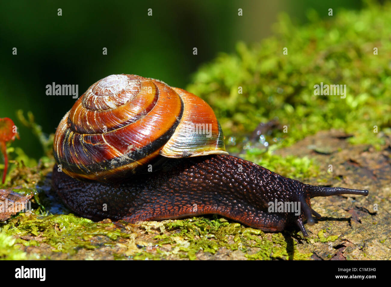 40,283.08507 The Sideband Snail (Monadenia fidelis infumata) is a ...