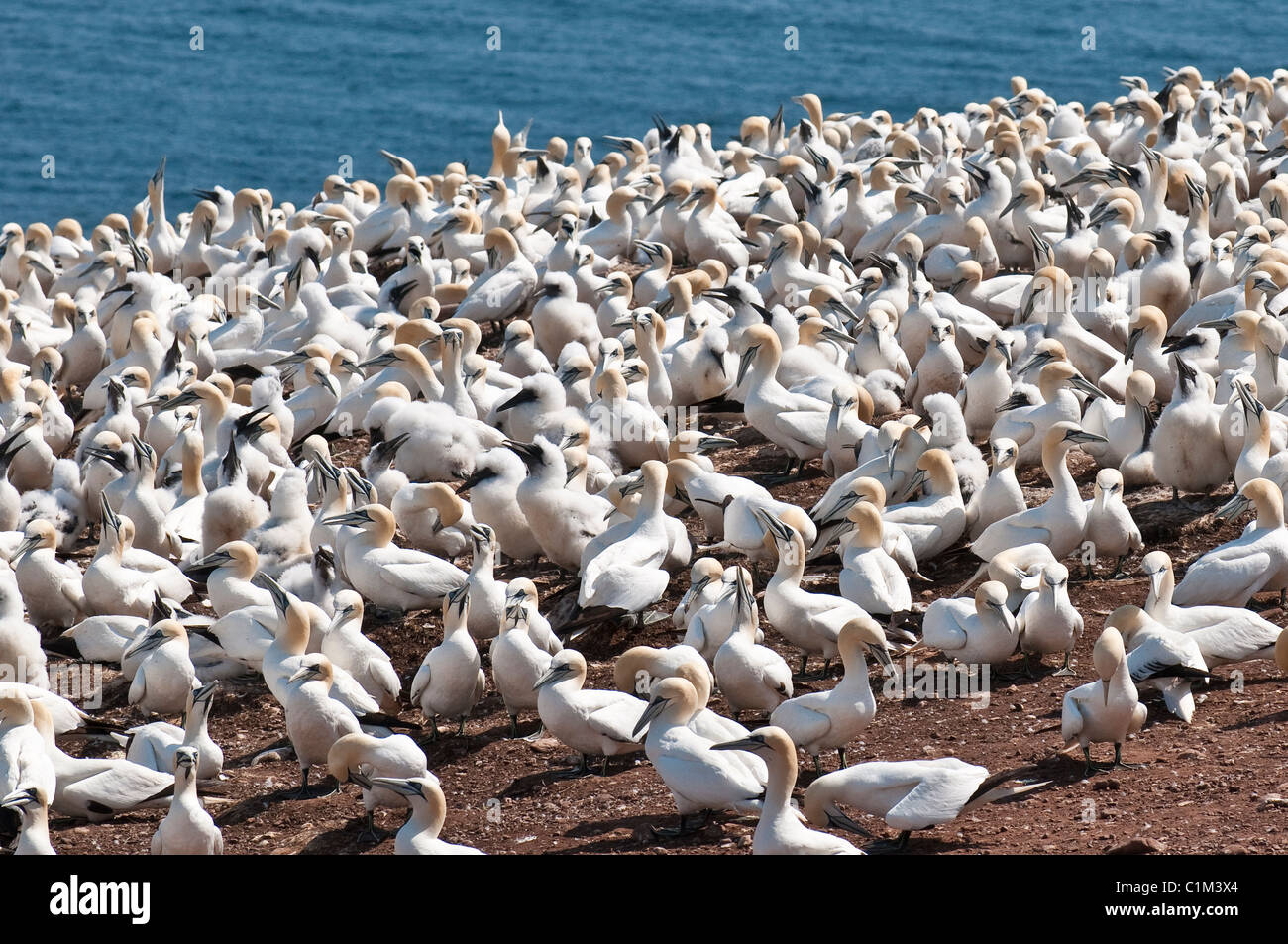 Canada gannet hi-res stock photography and images - Alamy