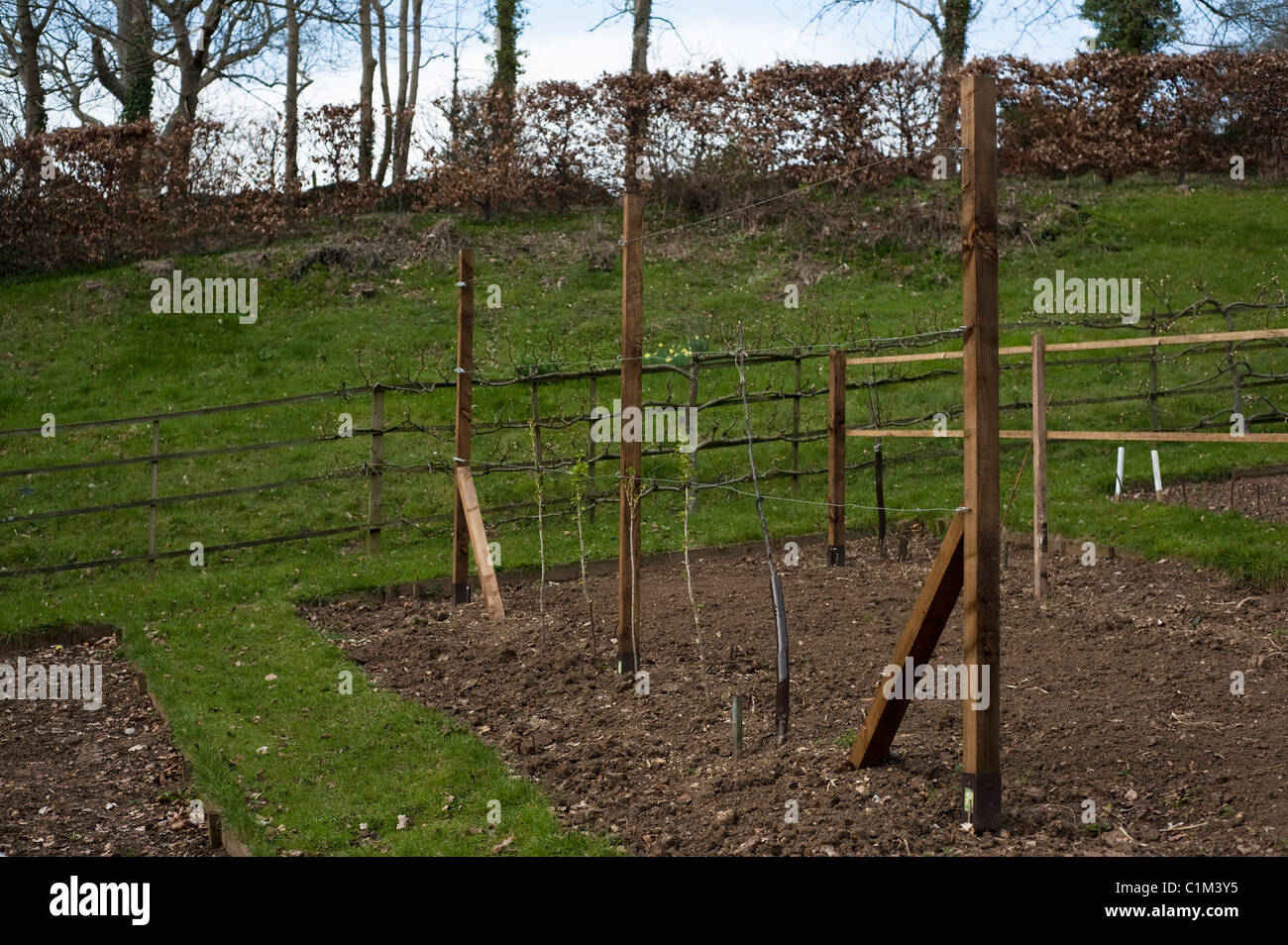 Horizontal cordon trained hi-res stock photography and images - Alamy