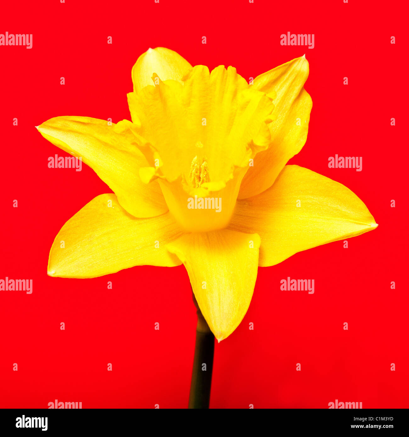 Yellow daffodil on a red studio background Stock Photo - Alamy
