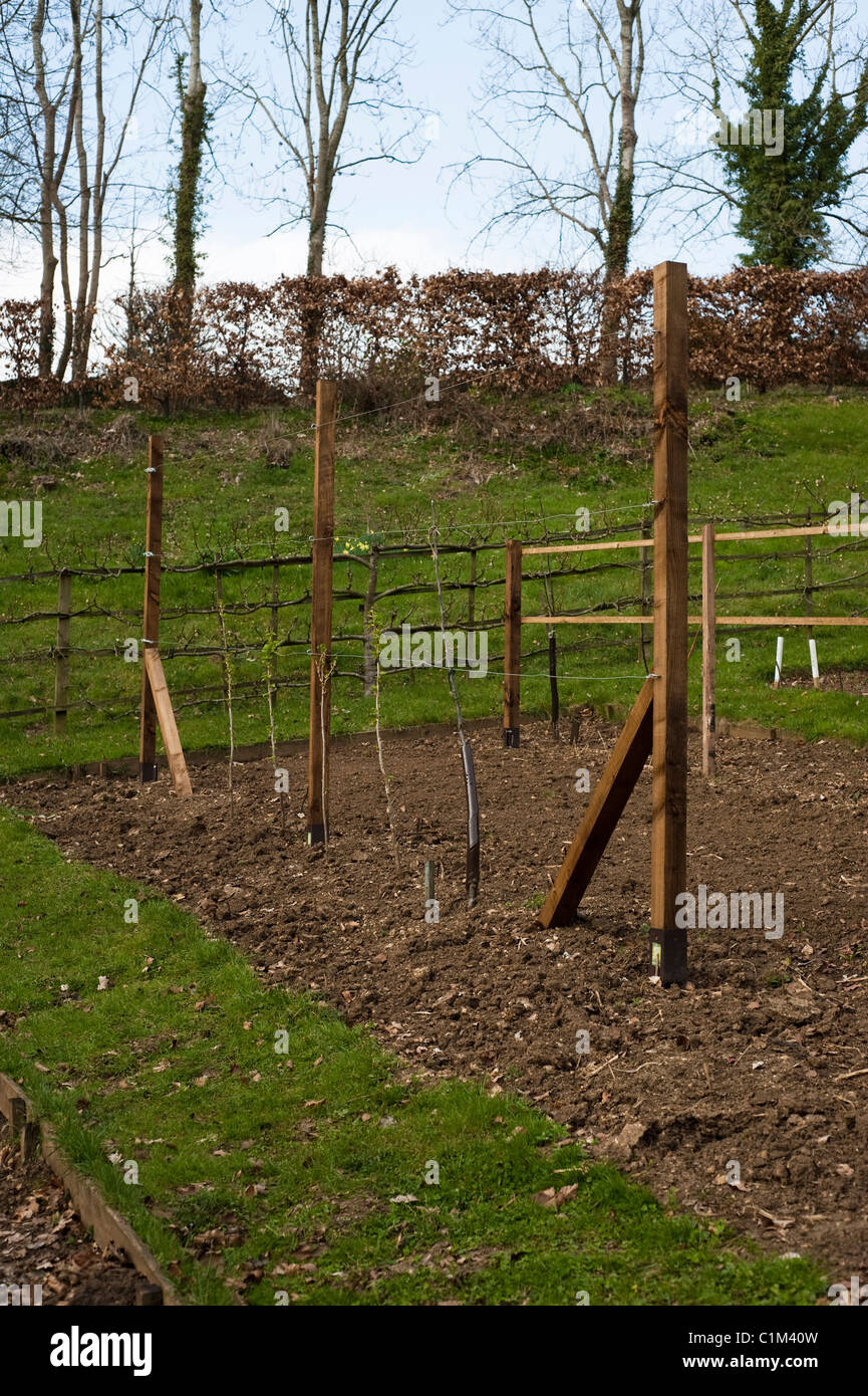 Vertical cordon fruit trees hi-res stock photography and images - Alamy