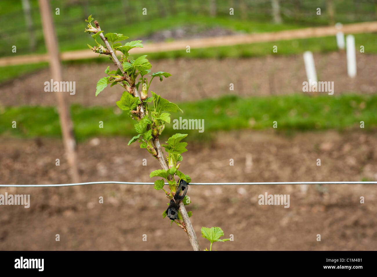 Red currant uk trained hi-res stock photography and images - Alamy