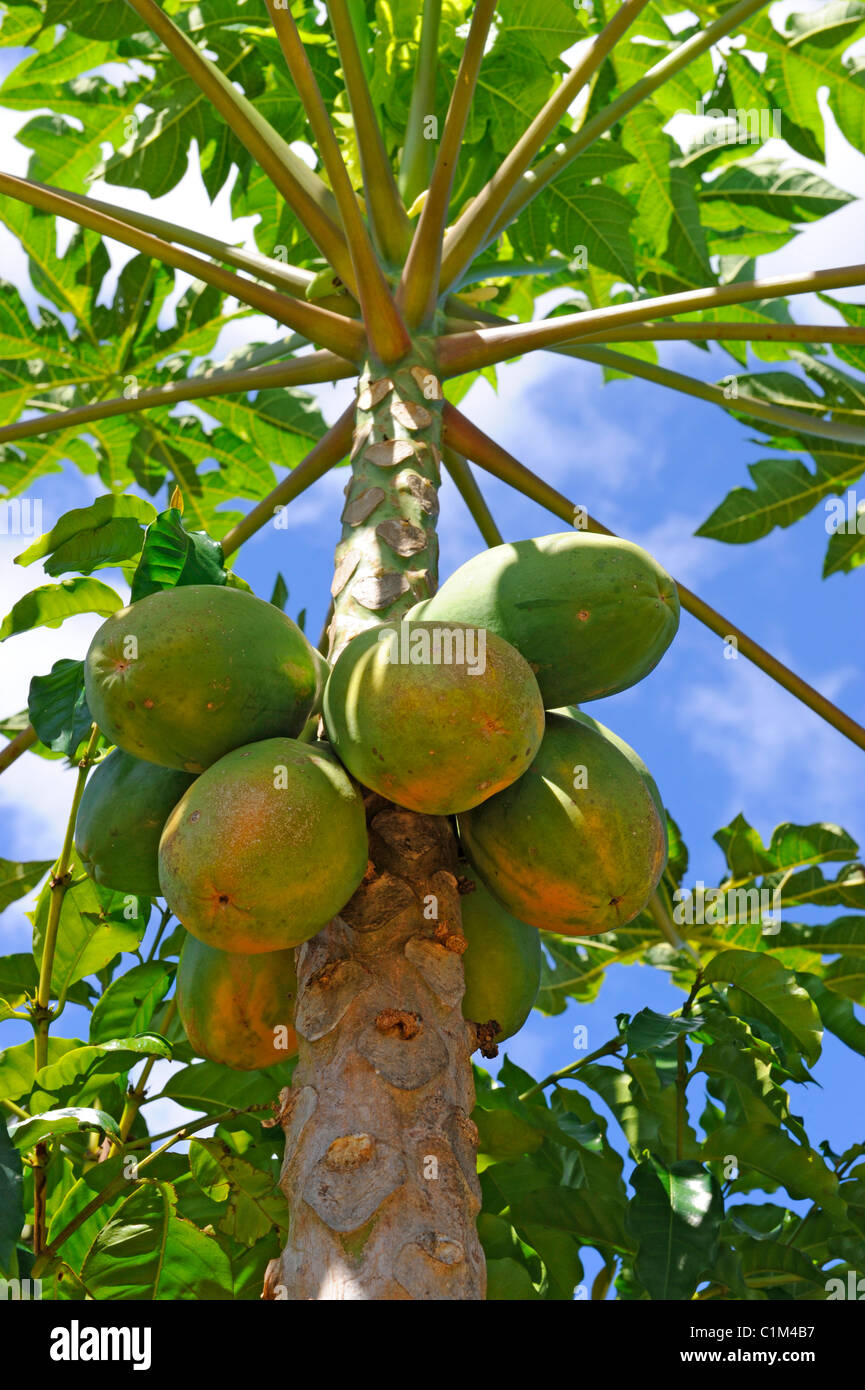 Papaya Trees Dole Plantation Wahiawa Honolulu Hawaii Oahu Pacific Ocean ...
