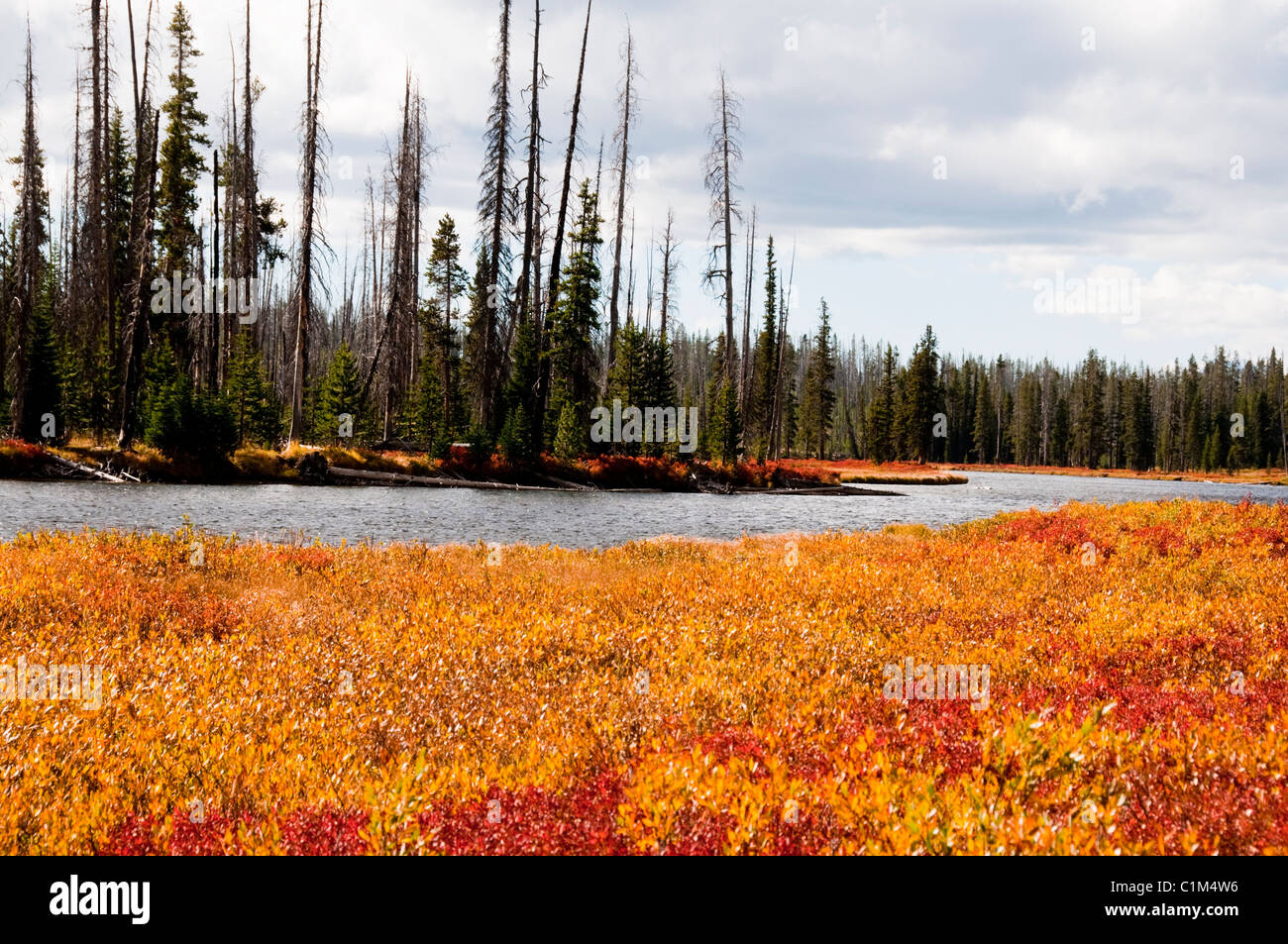 Colter Bay,Leeks Marina,Aspens in Fall Colours,Colors,Jackson Lake ...
