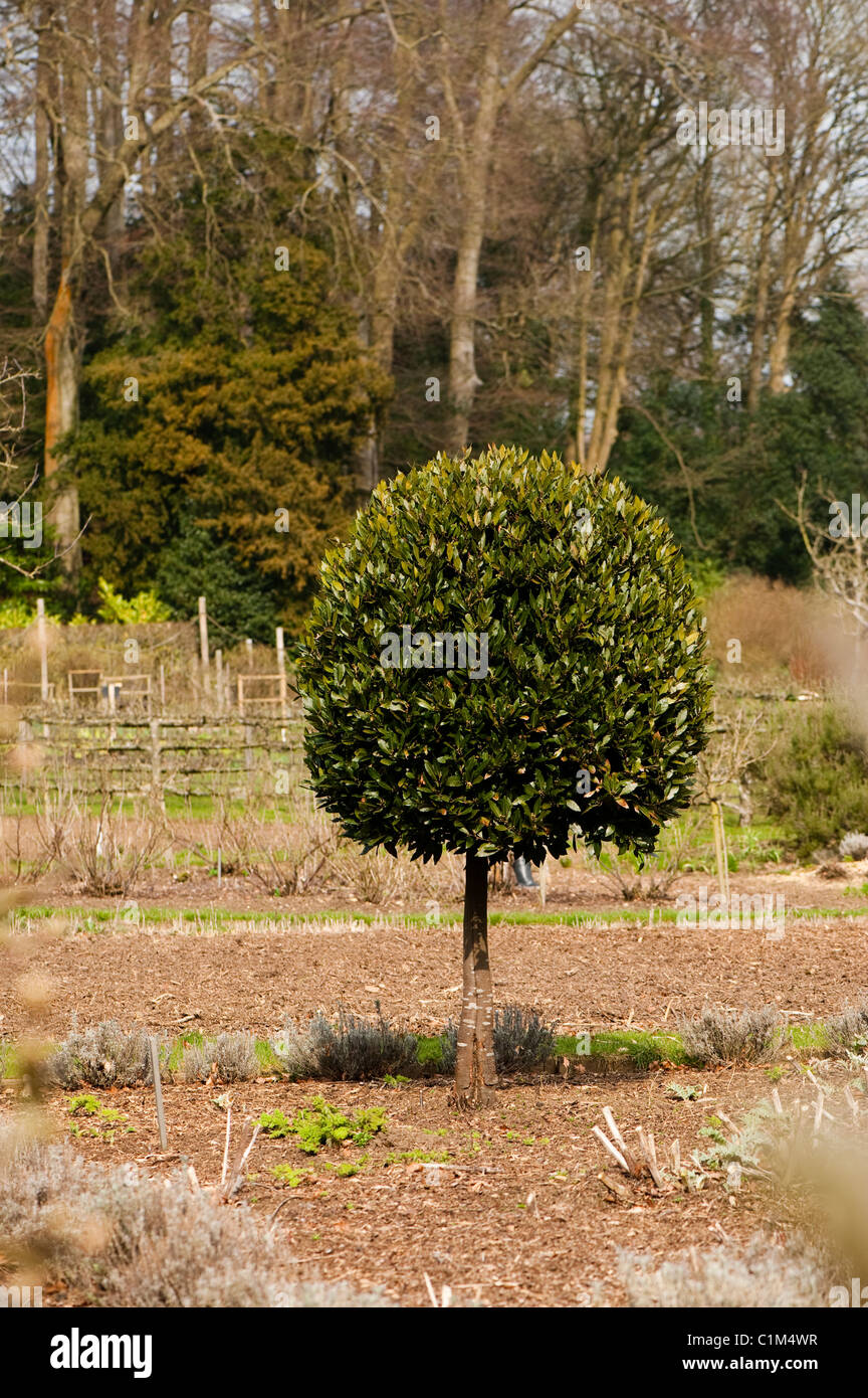 Standard Bay Tree, Laurus nobilis, at Painswick Rococo Garden in The ...