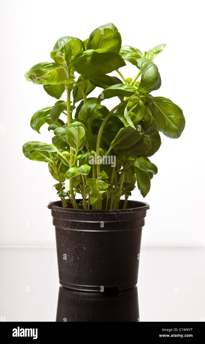 Indoor basil hi-res stock photography and images - Alamy