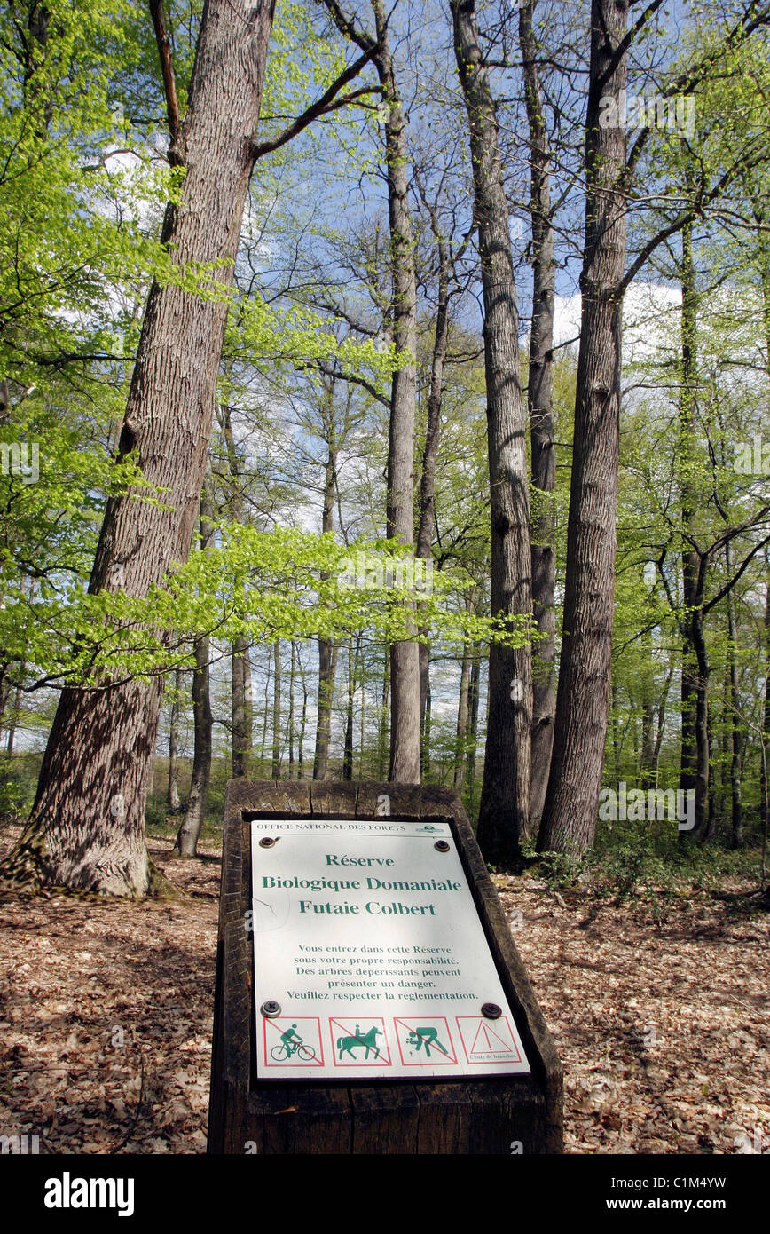 France, Allier, Forest of Tronçais Biologique Reserve of the Futee ...