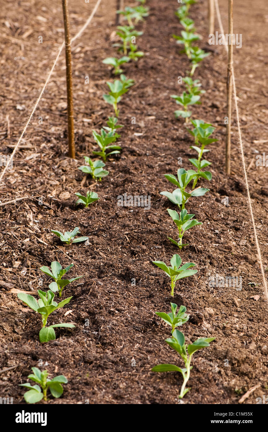 Newly planted out Broad Bean ‘Aquadulce’, Vicia faba, plants Stock ...
