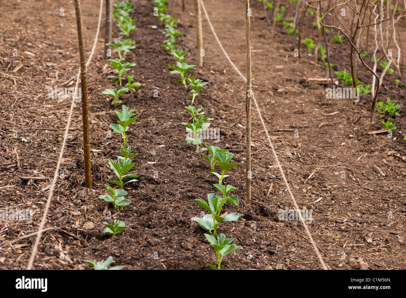 Rows of broad beans hi-res stock photography and images - Alamy