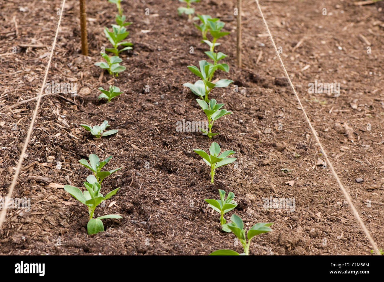 Newly planted out Broad Bean ‘Aquadulce’, Vicia faba, plants Stock ...