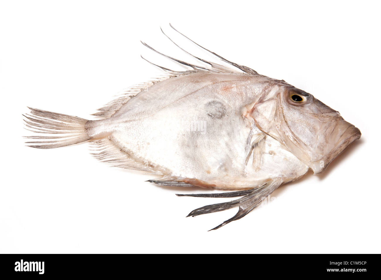 John Dory whole sea fish isolated on a white studio background Stock ...