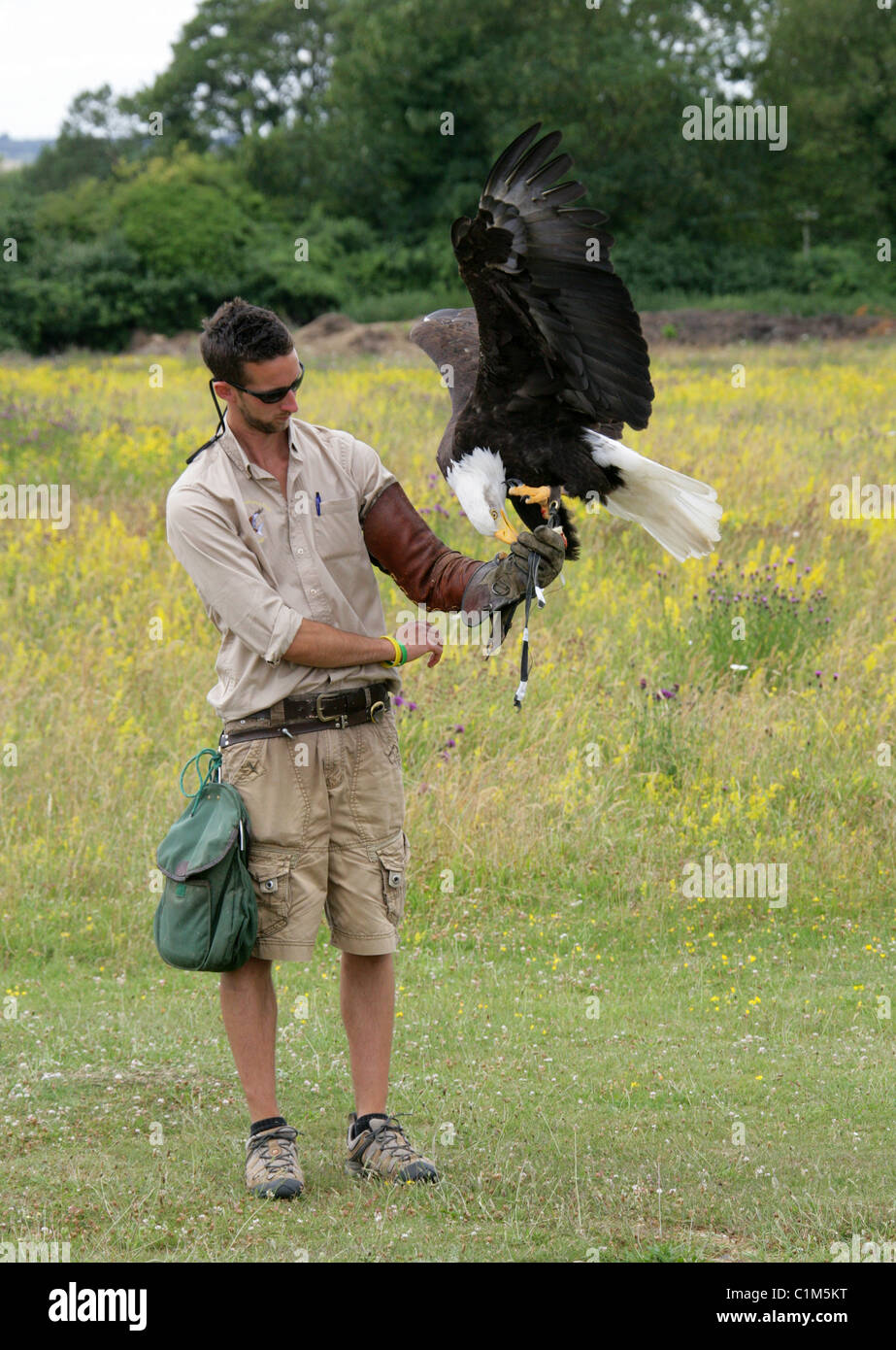 American Bald Eagle aka American Sea Eagle, Haliaeetus leucocephalus ...