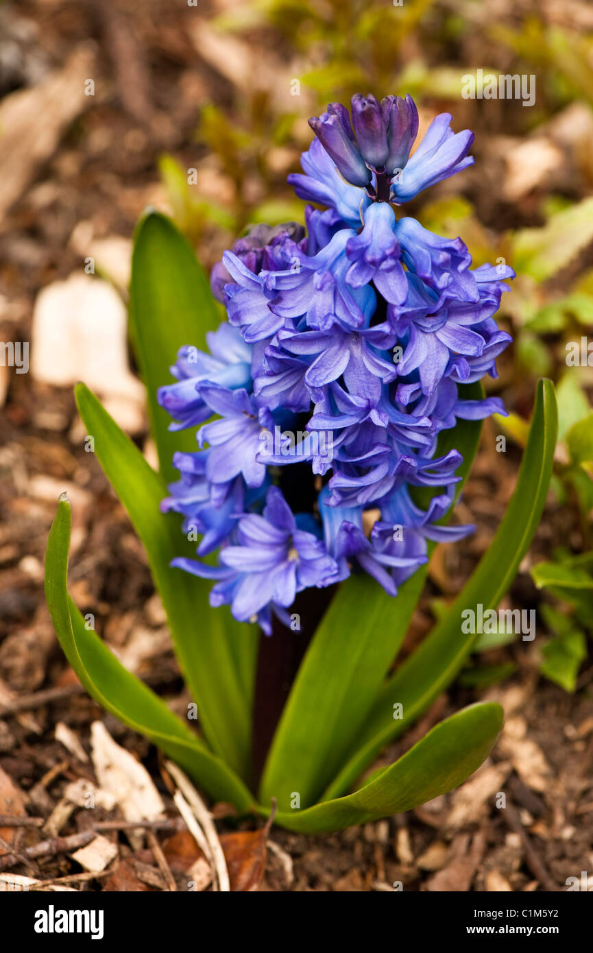Delft blue hi-res stock photography and images - Alamy