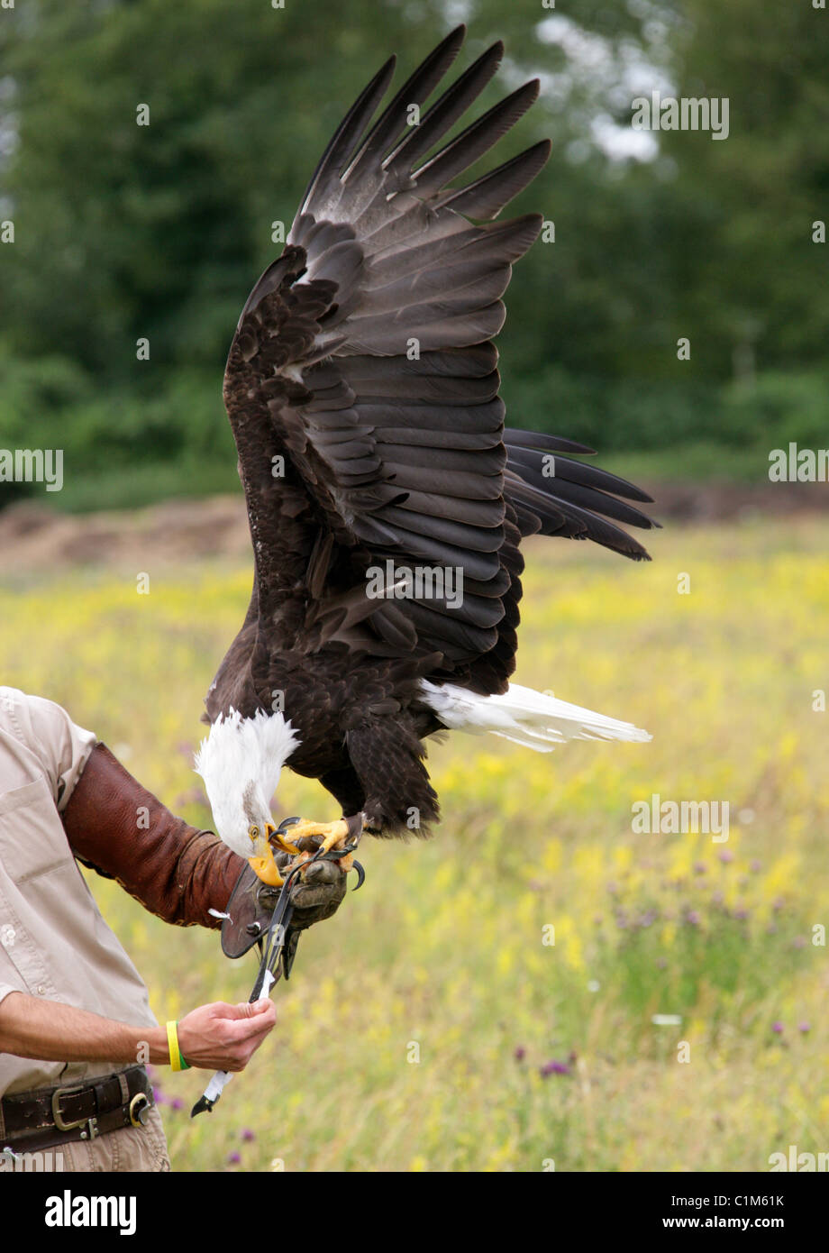 American Bald Eagle aka American Sea Eagle, Haliaeetus leucocephalus ...
