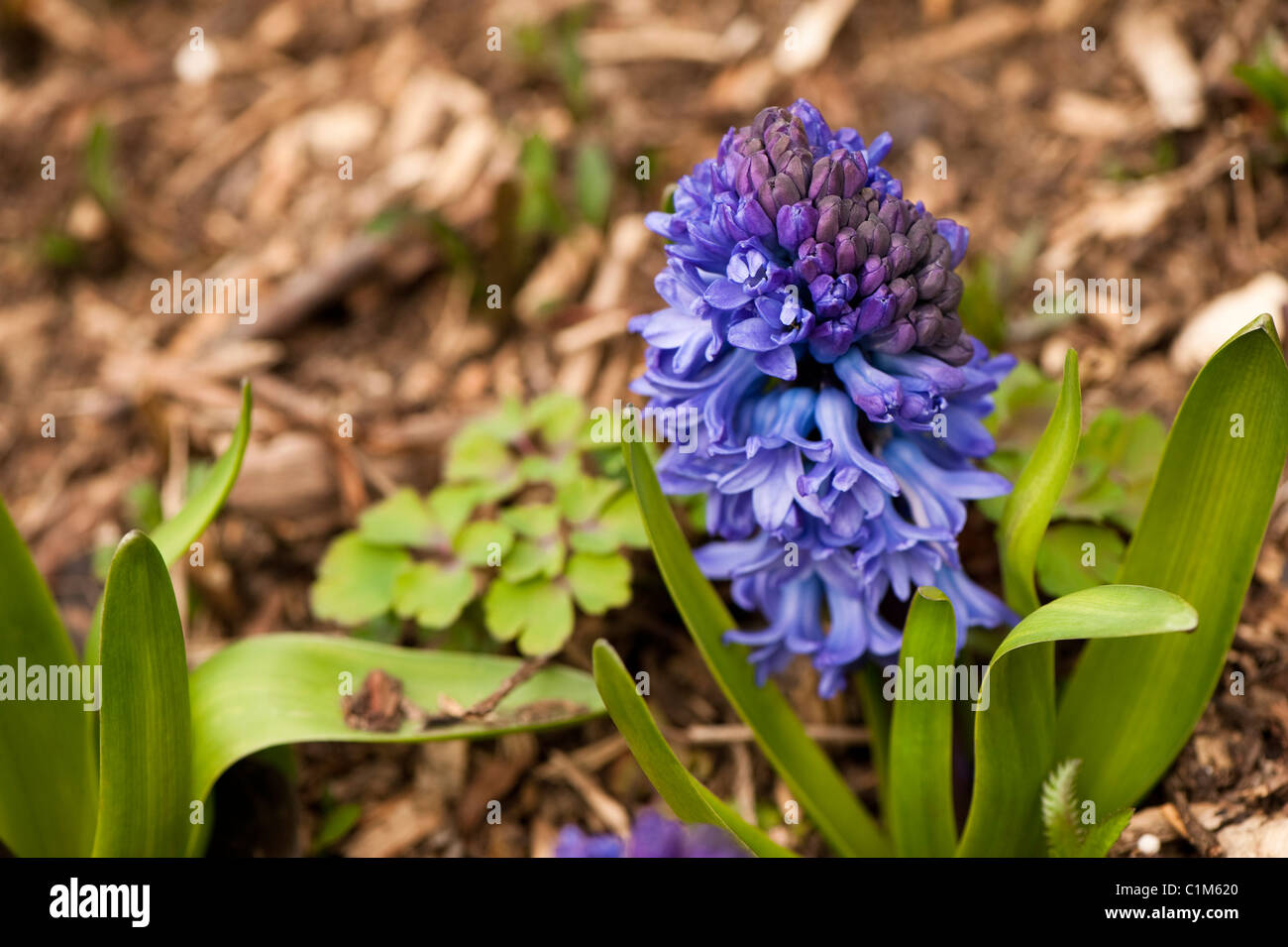 Dutch Hyacinth, Hyacinthus orientalis 'Delft Blue', in bloom Stock ...