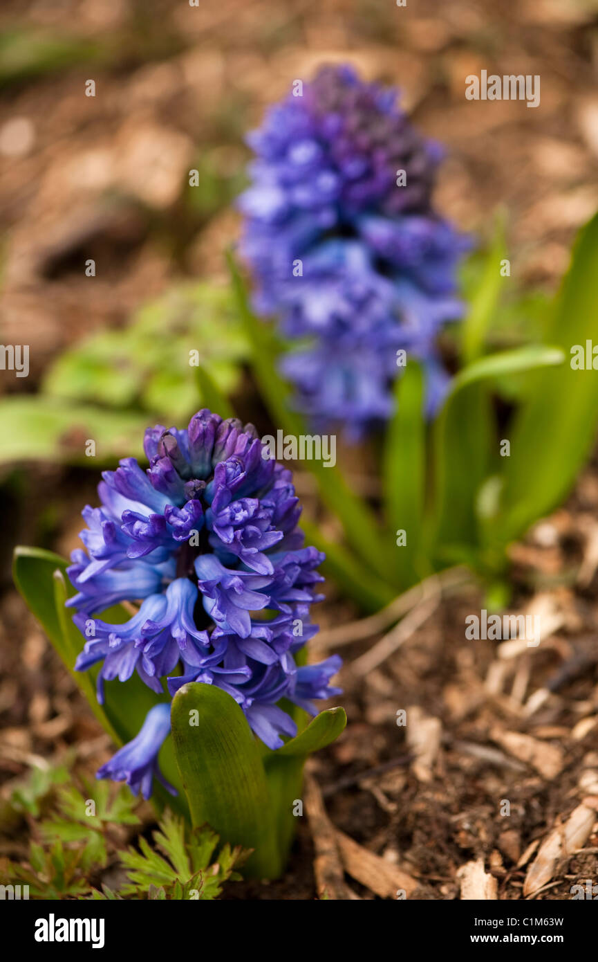 Dutch Hyacinth, Hyacinthus orientalis 'Delft Blue', in bloom Stock Photo - Alamy