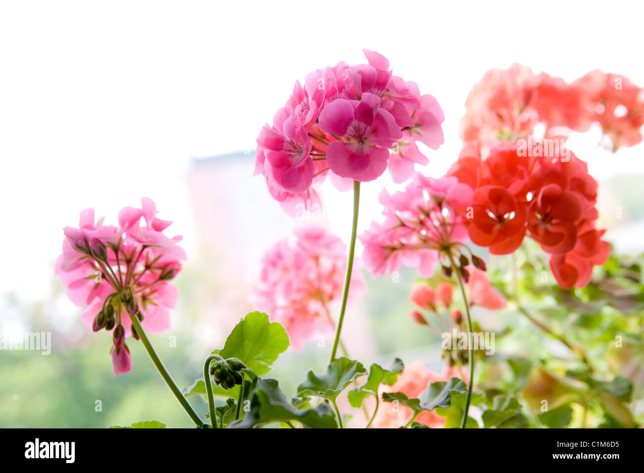 Pelargon hi-res stock photography and images - Alamy