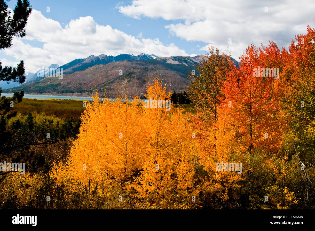 Colter Bay,Leeks Marina,Aspens in Fall Colours,Colors,Jackson Lake ...