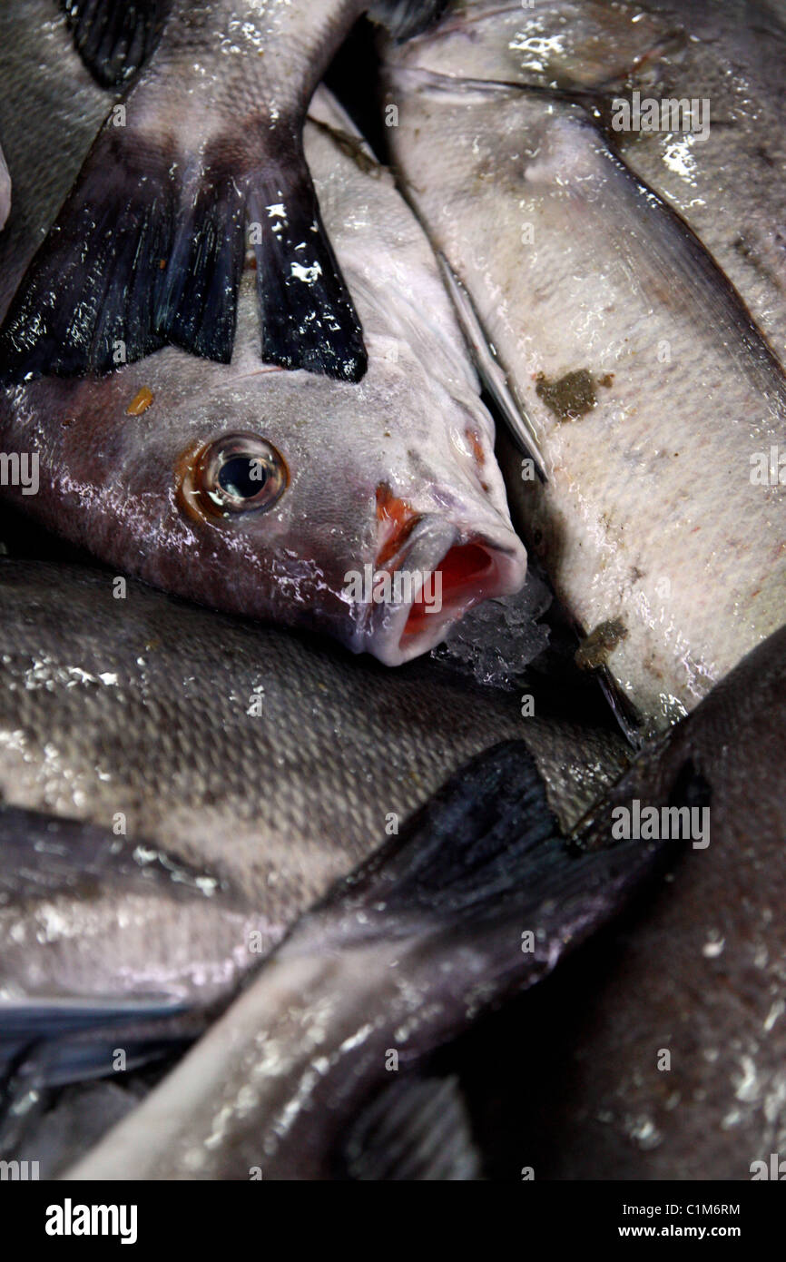 View of several bream family fishes at the market Stock Photo - Alamy