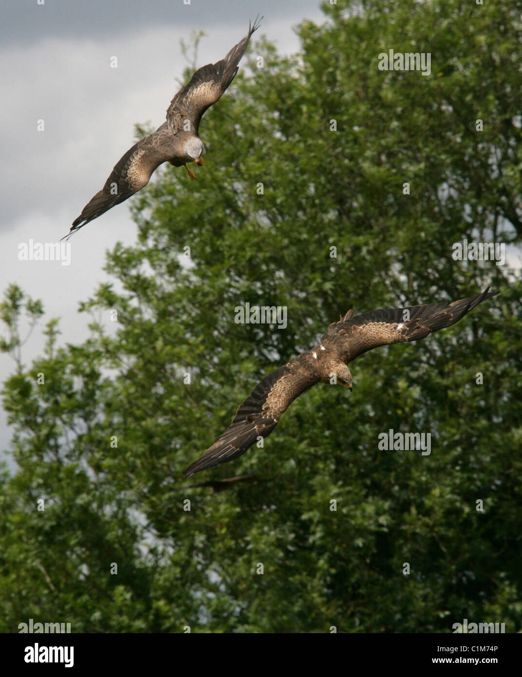 Milvus migrans hi-res stock photography and images - Alamy