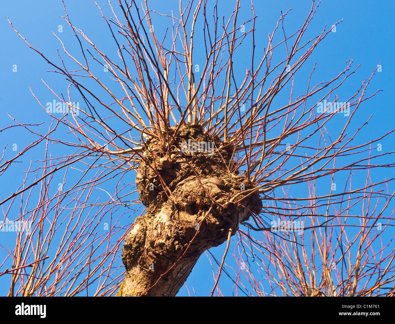 Common lime tree bark hi-res stock photography and images - Alamy