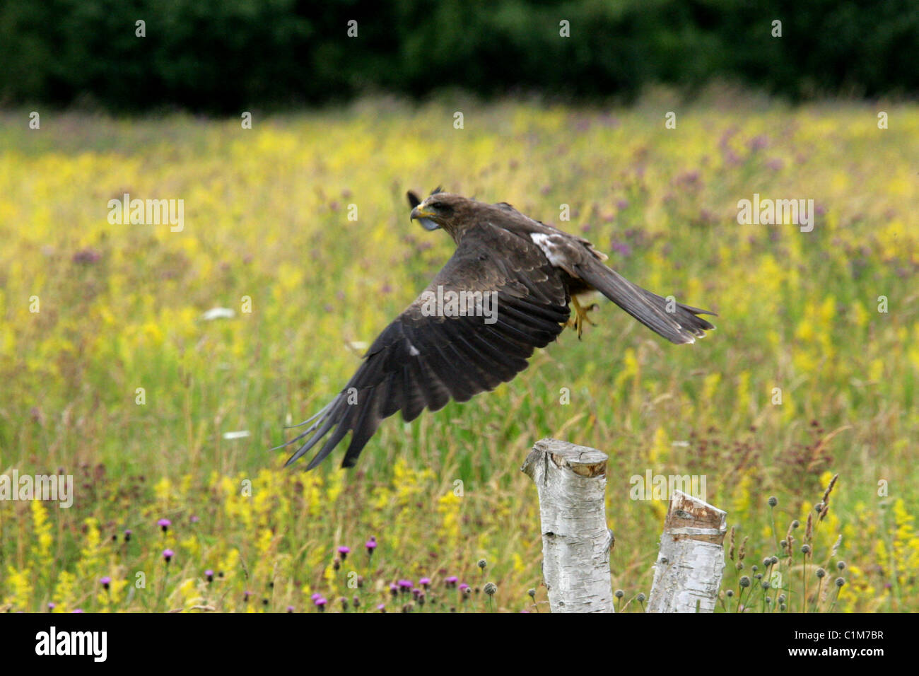 Accipitrinae hi-res stock photography and images - Alamy