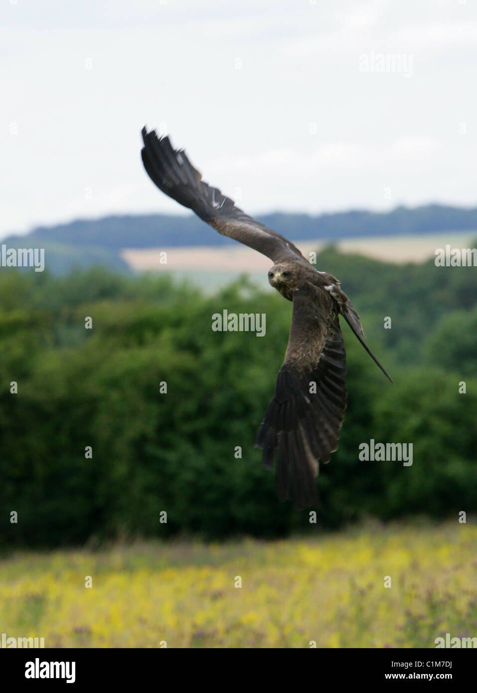 Black Kite, Milvus migrans, Accipitrinae Stock Photo - Alamy