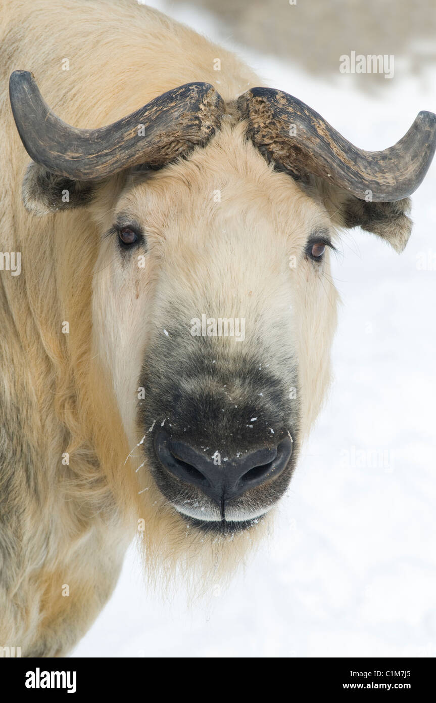 Chinese or Sichuan or Tibetan Takin Budorcas taxicolor tibetana Captive ...