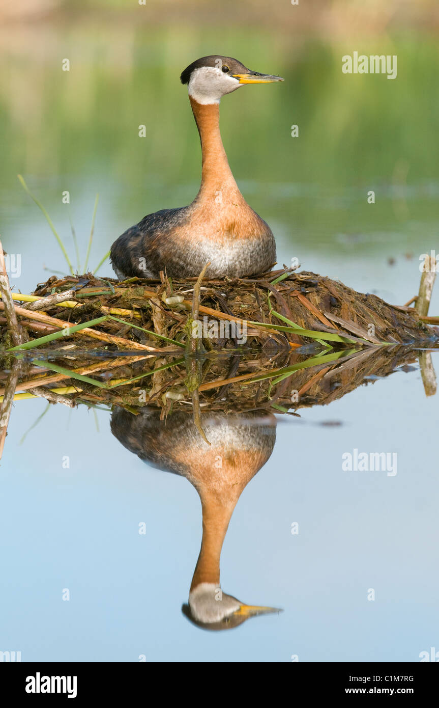 Red-necked Grebe Podiceps grisegena on her nest Lake Osakis Minnesota ...